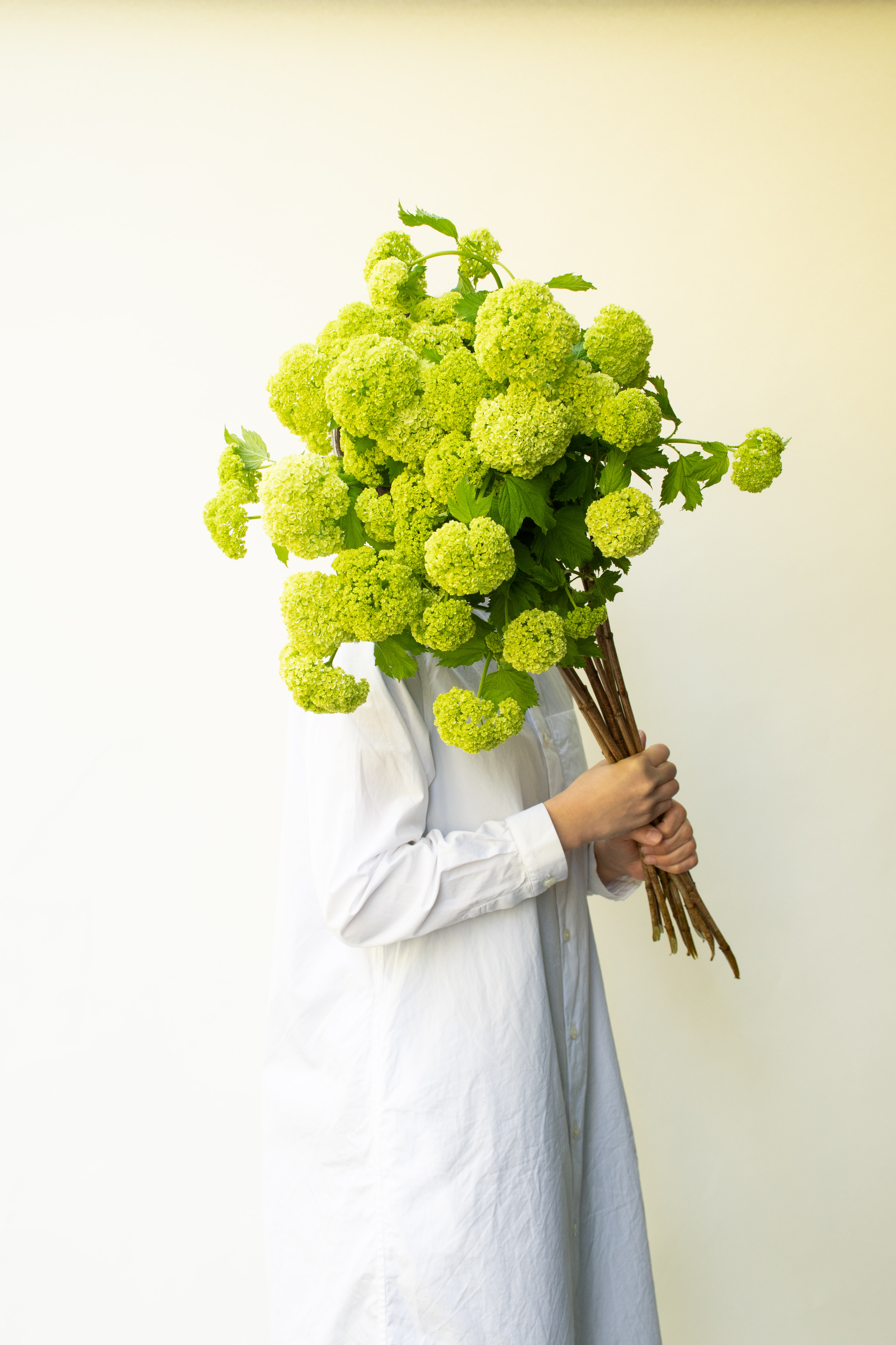 東京植物図譜の商品一覧 | ECモールに無い商品の仕入れならorosy（オロシー）